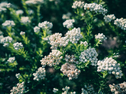 「Ozothamnus」の写真素材 | 294件の無料イラスト画像 | Adobe Stock