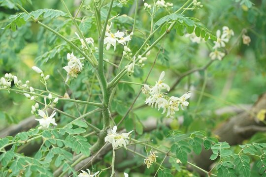 Moringa Tree Flowers