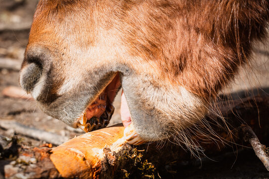 รูปภาพNagen – เลือกดูภาพถ่ายสต็อก เวกเตอร์ และวิดีโอ1,472 | Adobe Stock