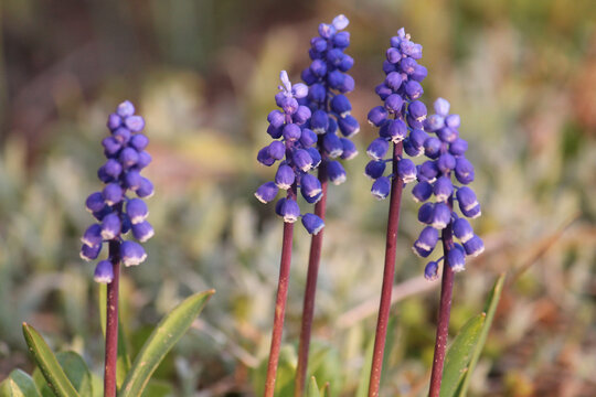 Grape-Hyacinth Images – Browse 39,382 Stock Photos, Vectors, and Video ...