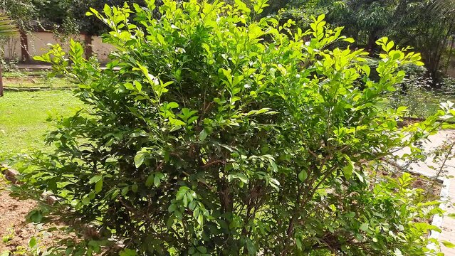 "Murraya Paniculata" Images – Browse 1,542 Stock Photos, Vectors, and ...