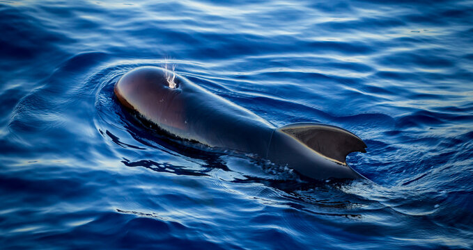 Vague Images – Browse 213,700 Stock Photos, Vectors, and Video | Adobe ...