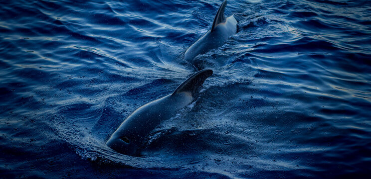 Vague Images – Browse 213,700 Stock Photos, Vectors, and Video | Adobe ...