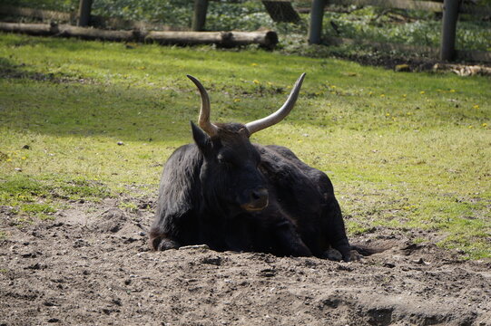Auerrind Bilder – Durchsuchen 125 Archivfotos, Vektorgrafiken und ...