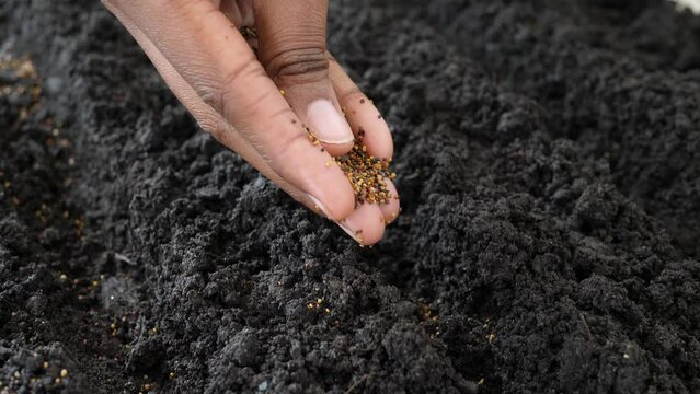 Seeds In Hands Images – Browse 368,049 Stock Photos, Vectors, and Video ...