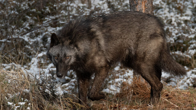 Yukon Black Wolf