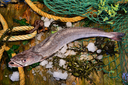 「Seehecht」の写真素材 | 149件の無料イラスト画像 | Adobe Stock