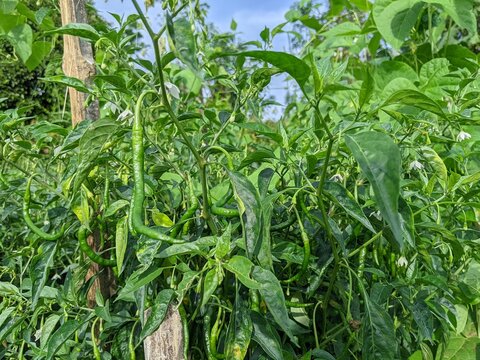 "Chilli Plant" Immagini - Sfoglia 134 foto, vettoriali e video Stock ...