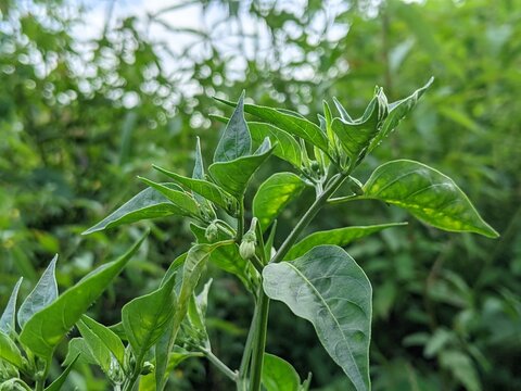 "Chilli Plant" Immagini - Sfoglia 134 foto, vettoriali e video Stock ...
