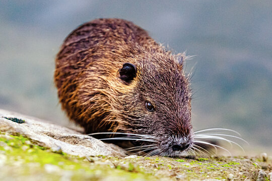 Imagens de Coipu – Explore Fotografias do Stock, Vetores e Vídeos de ...