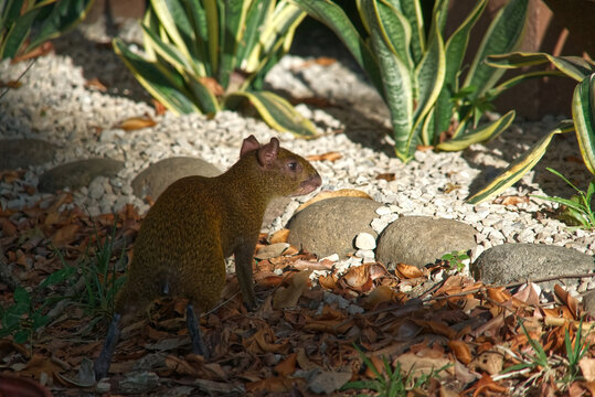 รูปภาพSereque – เลือกดูภาพถ่ายสต็อก เวกเตอร์ และวิดีโอ1,698 | Adobe Stock