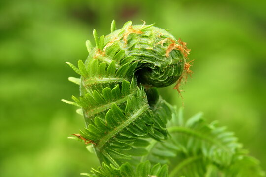 รูปภาพPteridopsida – เลือกดูภาพถ่ายสต็อก เวกเตอร์ และวิดีโอ1,800 ...