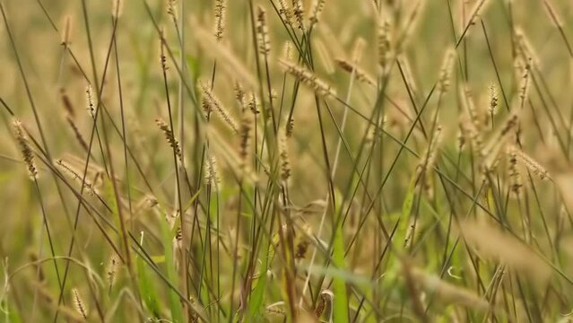 Dhaman Images – Browse 188 Stock Photos, Vectors, and Video | Adobe Stock