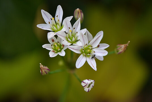 Gracile bilder – Bläddra bland 3,462 stockfoton, vektorer och videor ...