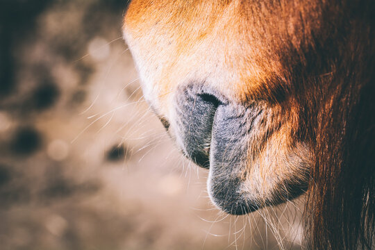 Imagens de Maul – Explore Fotografias do Stock, Vetores e Vídeos de ...