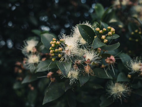 "Flowering Gum" Images – Browse 357 Stock Photos, Vectors, and Video ...
