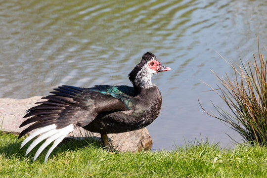 รูปภาพWarzenente – เลือกดูภาพถ่ายสต็อก เวกเตอร์ และวิดีโอ446 | Adobe Stock