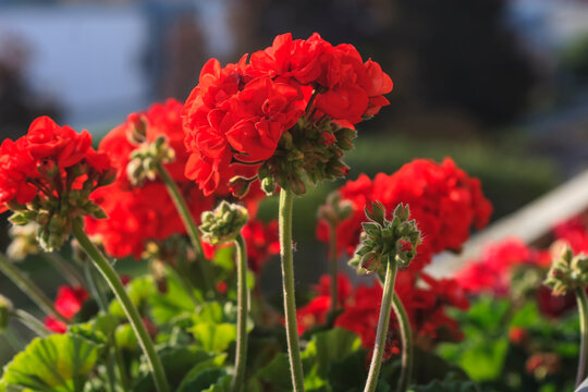 Gerani Bilder – Durchsuchen 607 Archivfotos, Vektorgrafiken und Videos ...