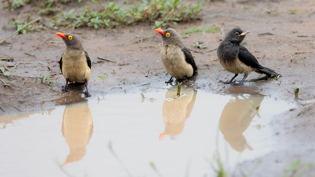 「Tickbird」の画像 - 3,085 件の Stock 写真、ベクターおよびビデオ | Adobe Stock