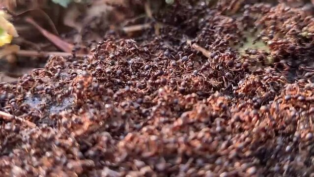 Formicaio bilder – Bläddra bland 364 stockfoton, vektorer och videor ...