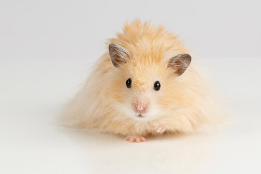 Teddyhamster-Bilder: Stock-Fotos & -Videos. | Adobe Stock
