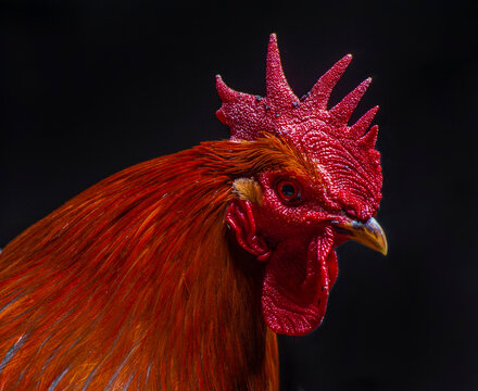 "Rooster Face" Bilder – Durchsuchen 84 Archivfotos, Vektorgrafiken und ...
