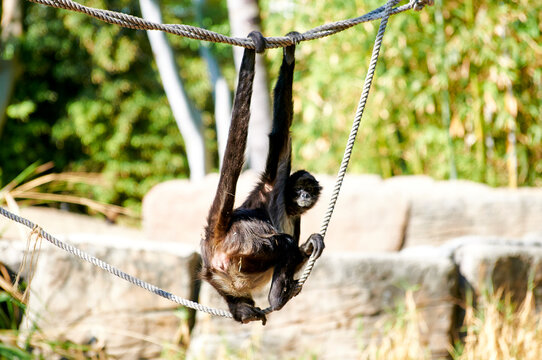 Chango Images – Parcourir 1,017 le catalogue de photos, vecteurs et ...