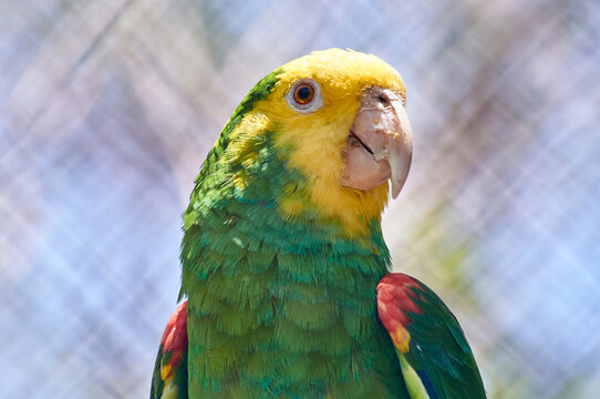 Imágenes de Cotorro: descubre bancos de fotos, ilustraciones, vectores ...