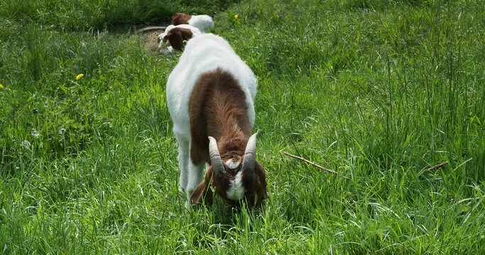 รูปภาพBoerbok – เลือกดูภาพถ่ายสต็อก เวกเตอร์ และวิดีโอ72 | Adobe Stock