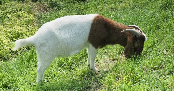 รูปภาพBoerbok – เลือกดูภาพถ่ายสต็อก เวกเตอร์ และวิดีโอ72 | Adobe Stock