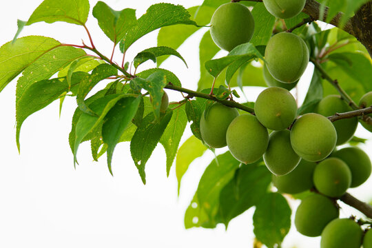 Zyankali-Bilder: Stock-Fotos & -Videos. | Adobe Stock