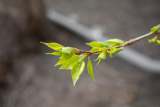 "Vegetative Bud" Images – Browse 9 Stock Photos, Vectors, and Video ...