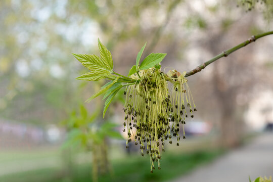 "Manitoba Maple"-Bilder: Stock-Fotos & -Videos. | Adobe Stock