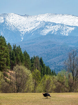 "Montane Grassland" Bilder – Durchsuchen 1,406 Archivfotos ...