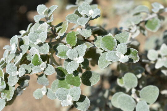 Imagens de Imphepho – Explore Fotografias do Stock, Vetores e Vídeos de ...