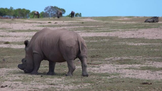 Buffelsfontein Images – Browse 3 Stock Photos, Vectors, and Video ...