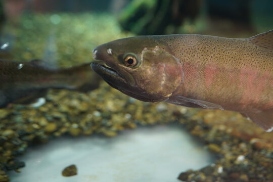 รูปภาพPirania – เลือกดูภาพถ่ายสต็อก เวกเตอร์ และวิดีโอ358 | Adobe Stock