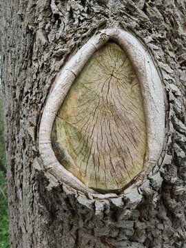 「Astloch」の画像 - 3,592 件の Stock 写真、ベクターおよびビデオ | Adobe Stock