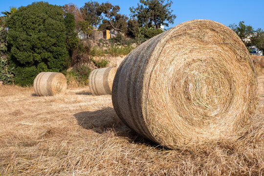 Tampe Bilder – Durchsuchen 4,874 Archivfotos, Vektorgrafiken und Videos ...