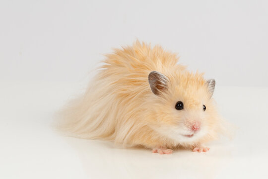 Teddyhamster Bilder – Durchsuchen 5,224 Archivfotos, Vektorgrafiken und ...