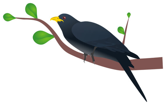 Koyal Bird Clipart Pictures