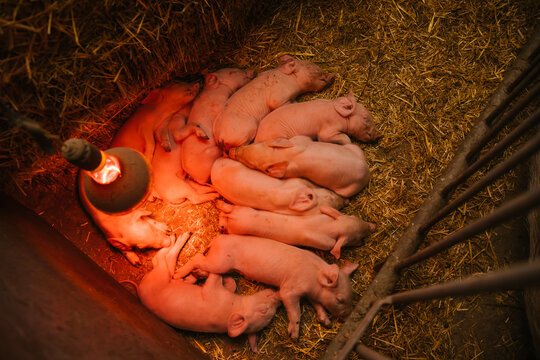 Ferkellampe Bilder – Durchsuchen 706 Archivfotos, Vektorgrafiken und ...