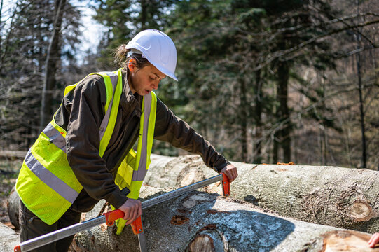 Forest Worker Job