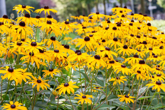 Susan bilder – Bläddra bland 8,403 stockfoton, vektorer och videor ...