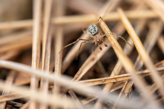 「Haymaker」の画像 - 572 件の Stock 写真、ベクターおよびビデオ | Adobe Stock