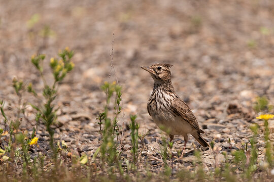 รูปภาพCorrecaminos – เลือกดูภาพถ่ายสต็อก เวกเตอร์ และวิดีโอ113 | Adobe ...