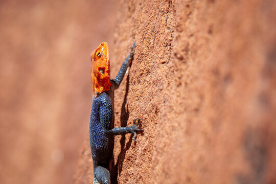 "Rock Agama" Images – Browse 1,357 Stock Photos, Vectors, and Video ...