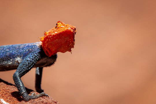 "Rock Agama" Images – Browse 1,357 Stock Photos, Vectors, and Video ...
