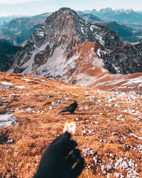 Alpendole Bilder – Durchsuchen 81 Archivfotos, Vektorgrafiken und ...