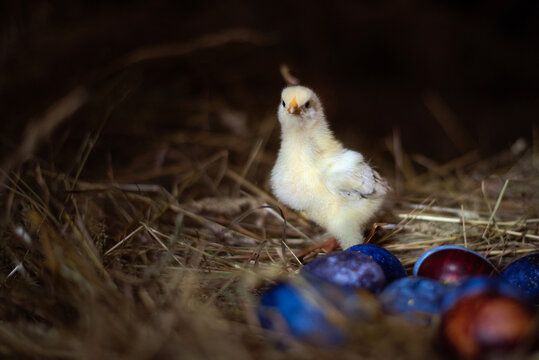 Babytaube Bilder – Durchsuchen 11,761 Archivfotos, Vektorgrafiken und ...